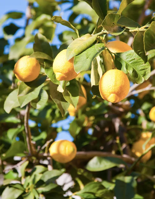 How To Grow Citrus Trees And Care For Them