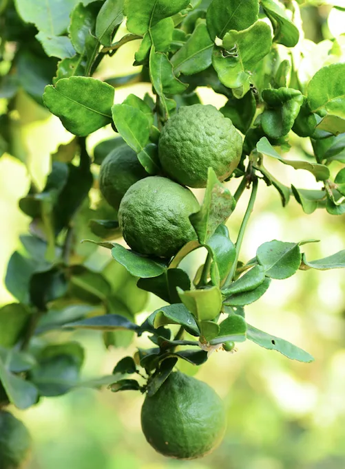 How To Grow Citrus Trees And Care For Them