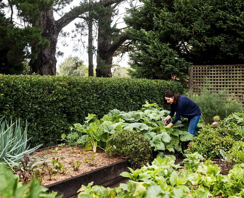The Best Winter Vegetables To Grow In Australia