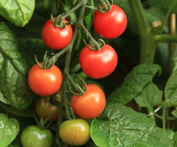 Cherry Tomatoes: How To Grow And Care For