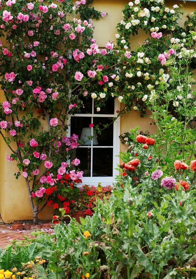 Rose garden ideas: From design to long-term maintenance