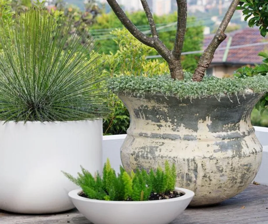 Outdoor potted plants: best sun and shade species | Homes To Love