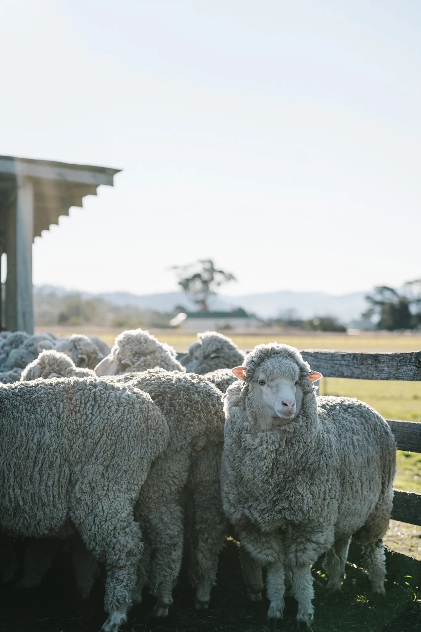 Smitten Merino: Merino wool clothing made in Tasmania