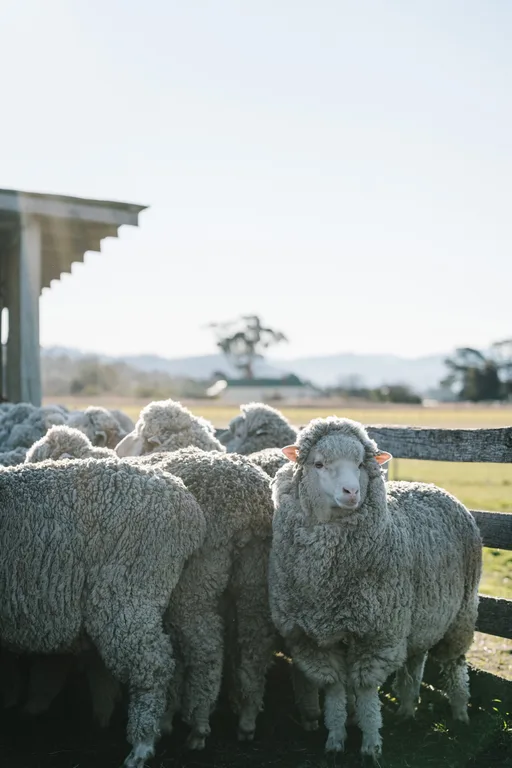 Smitten Merino: Merino wool clothing made in Tasmania