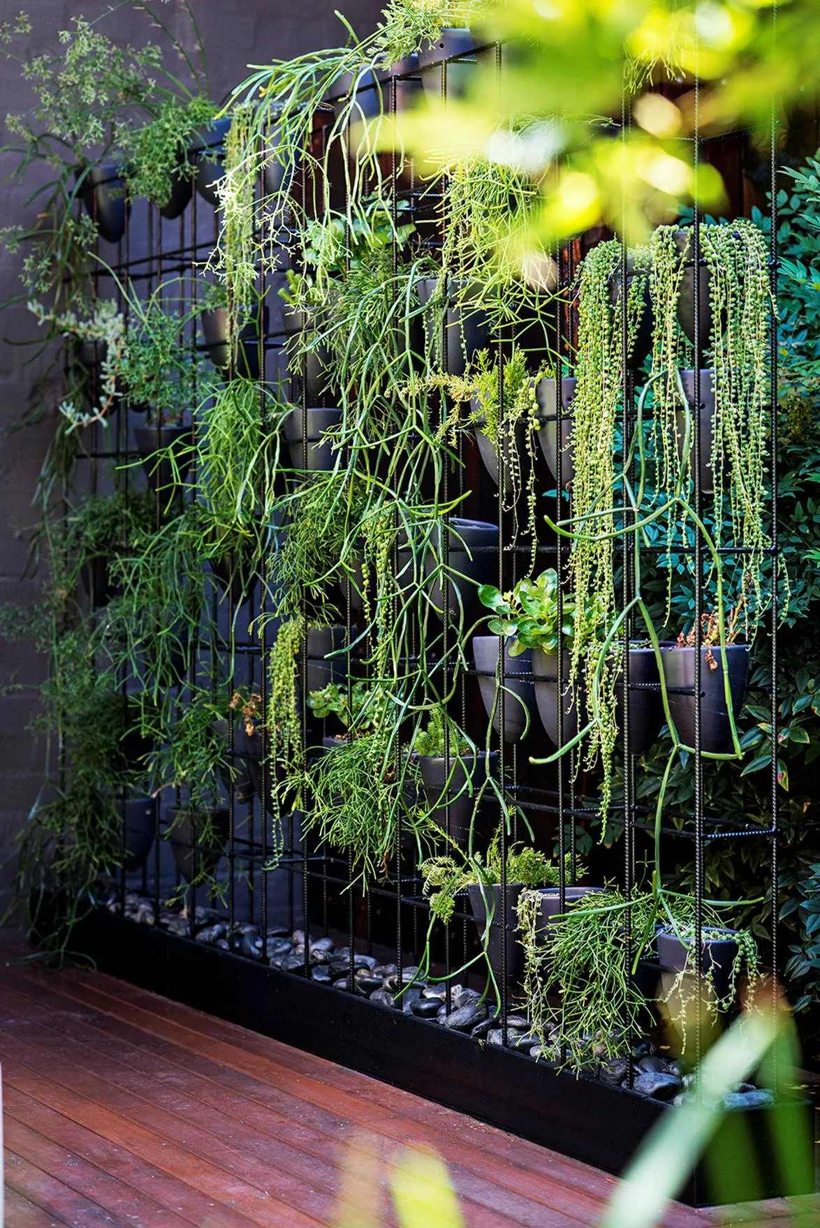 Trailing Indoor Plants to Enhance Your Home’s Look and Feel | Homes To Love