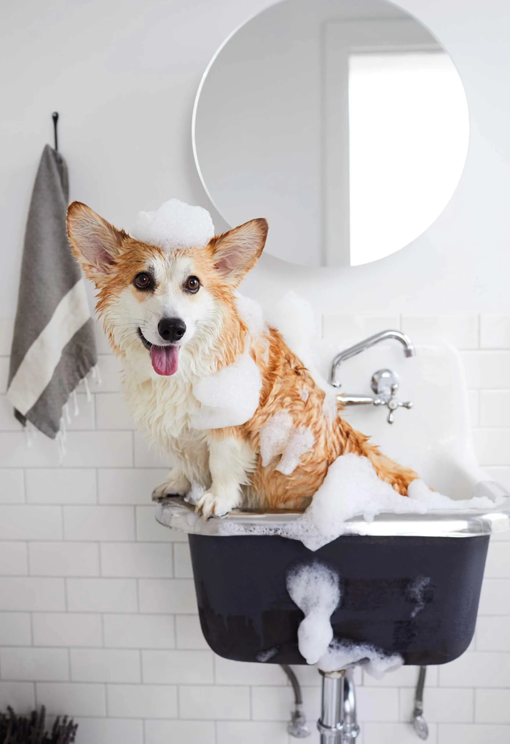 Dog Bath Design Tips: Built-In Ideas for Laundry | Homes To Love