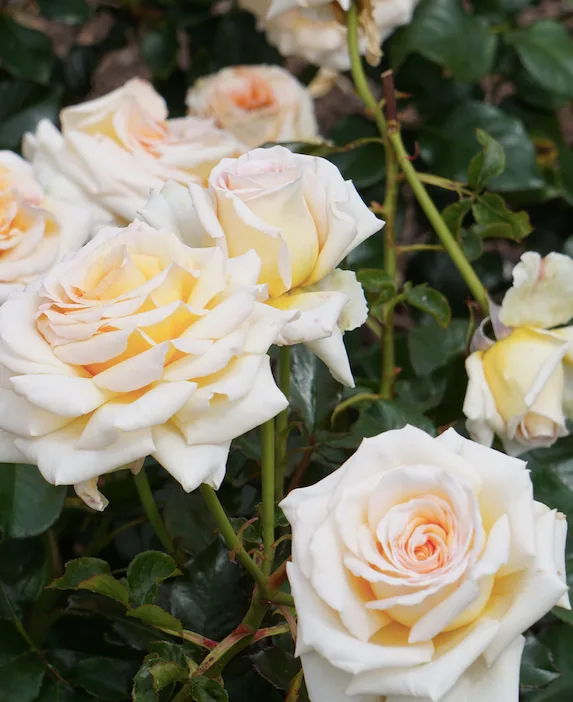 5 of the most fragrant rose varieties