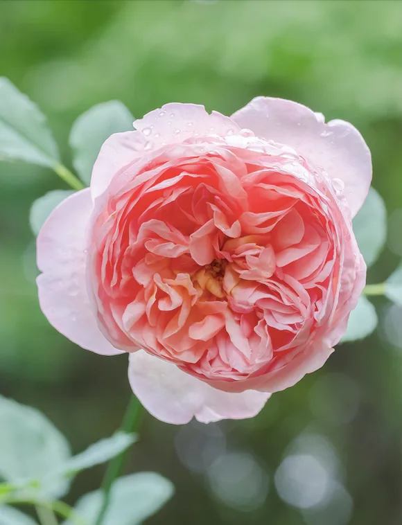 5 of the most fragrant rose varieties
