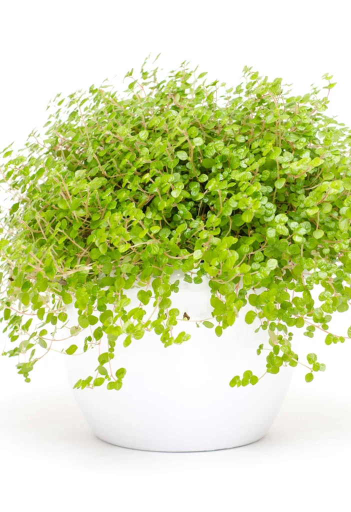 Vertical garden plants: 9 of the best types to grow