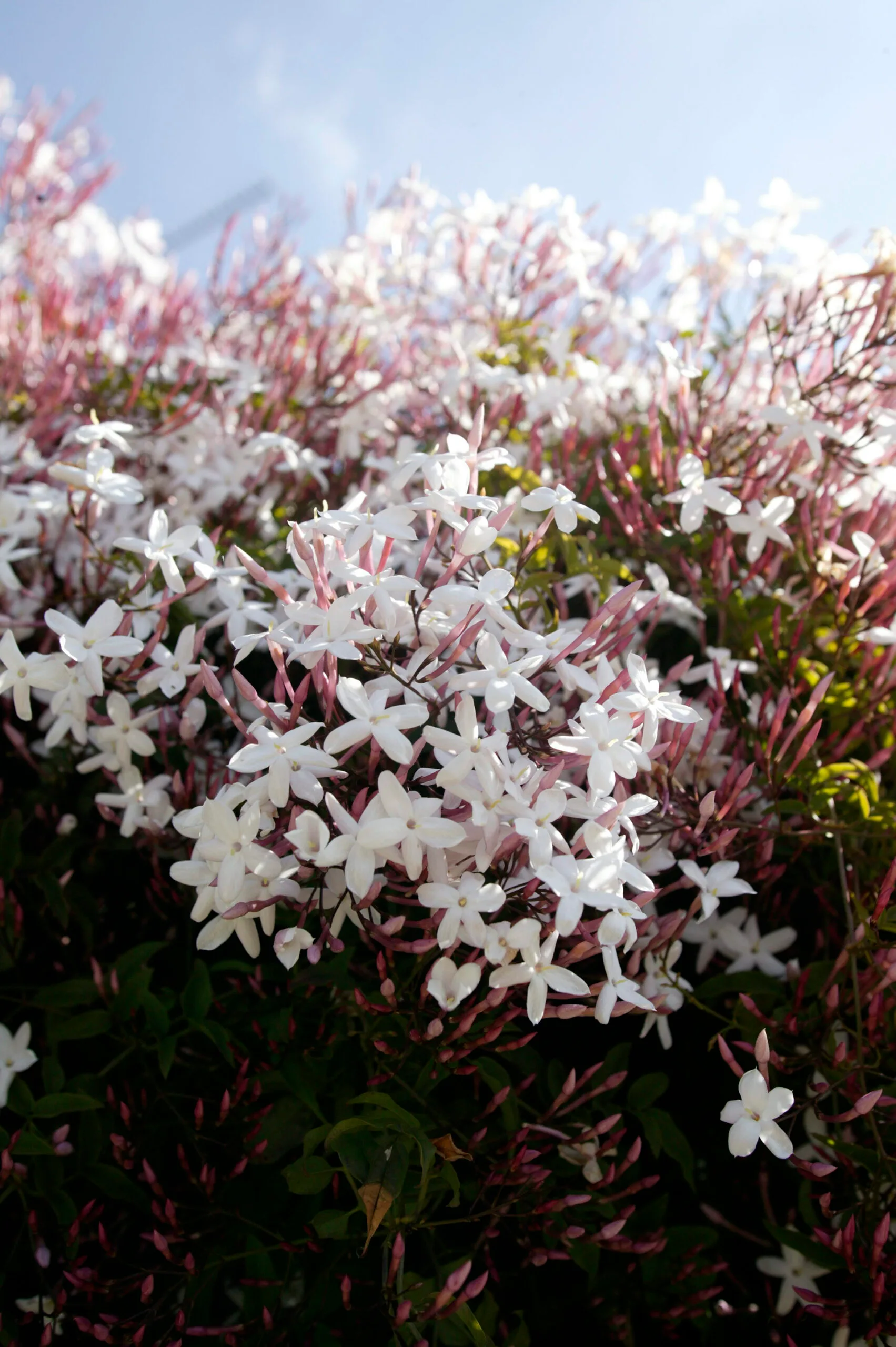 Jasmine: How To Grow This Fragrant Flower