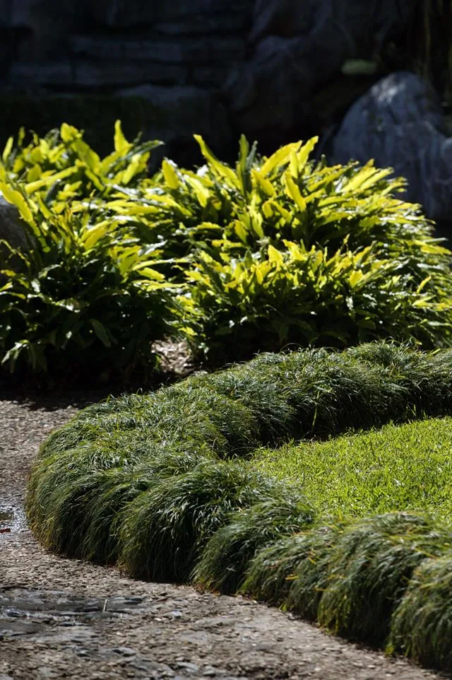 Clumping plants: 6 low-maintenance species for your garden