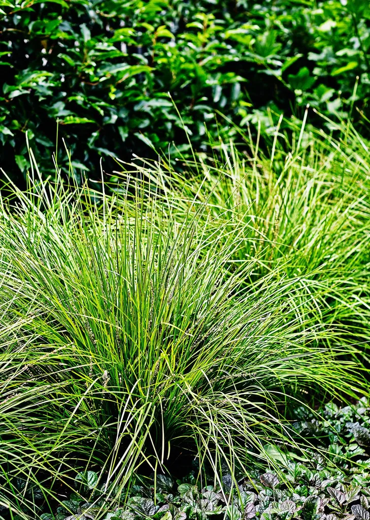 Clumping plants: 6 low-maintenance species for your garden