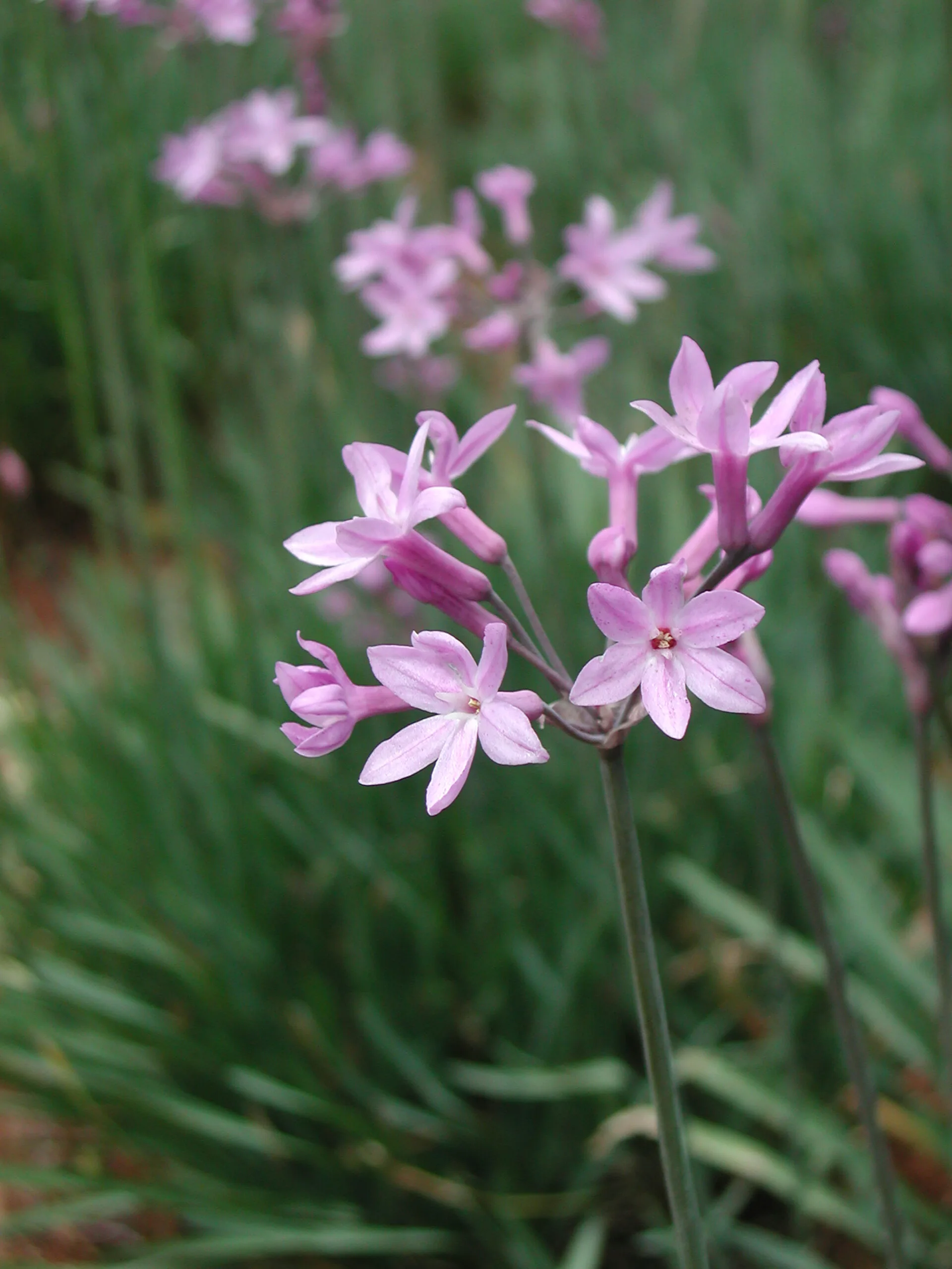 Clumping plants: 6 low-maintenance species for your garden