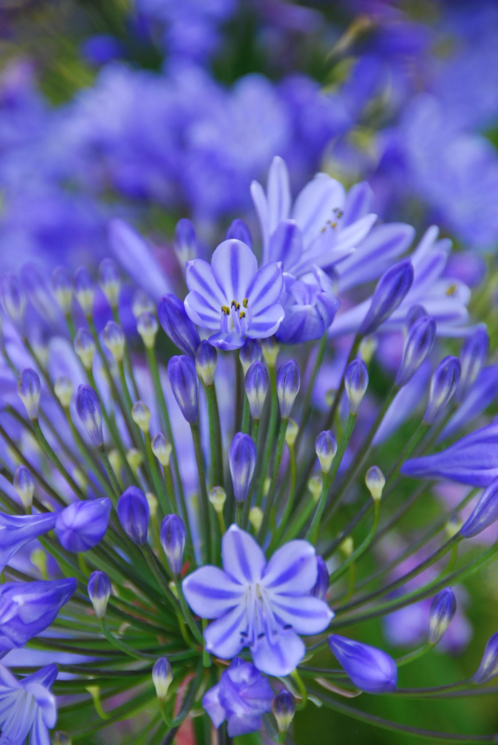 Clumping plants: 6 low-maintenance species for your garden
