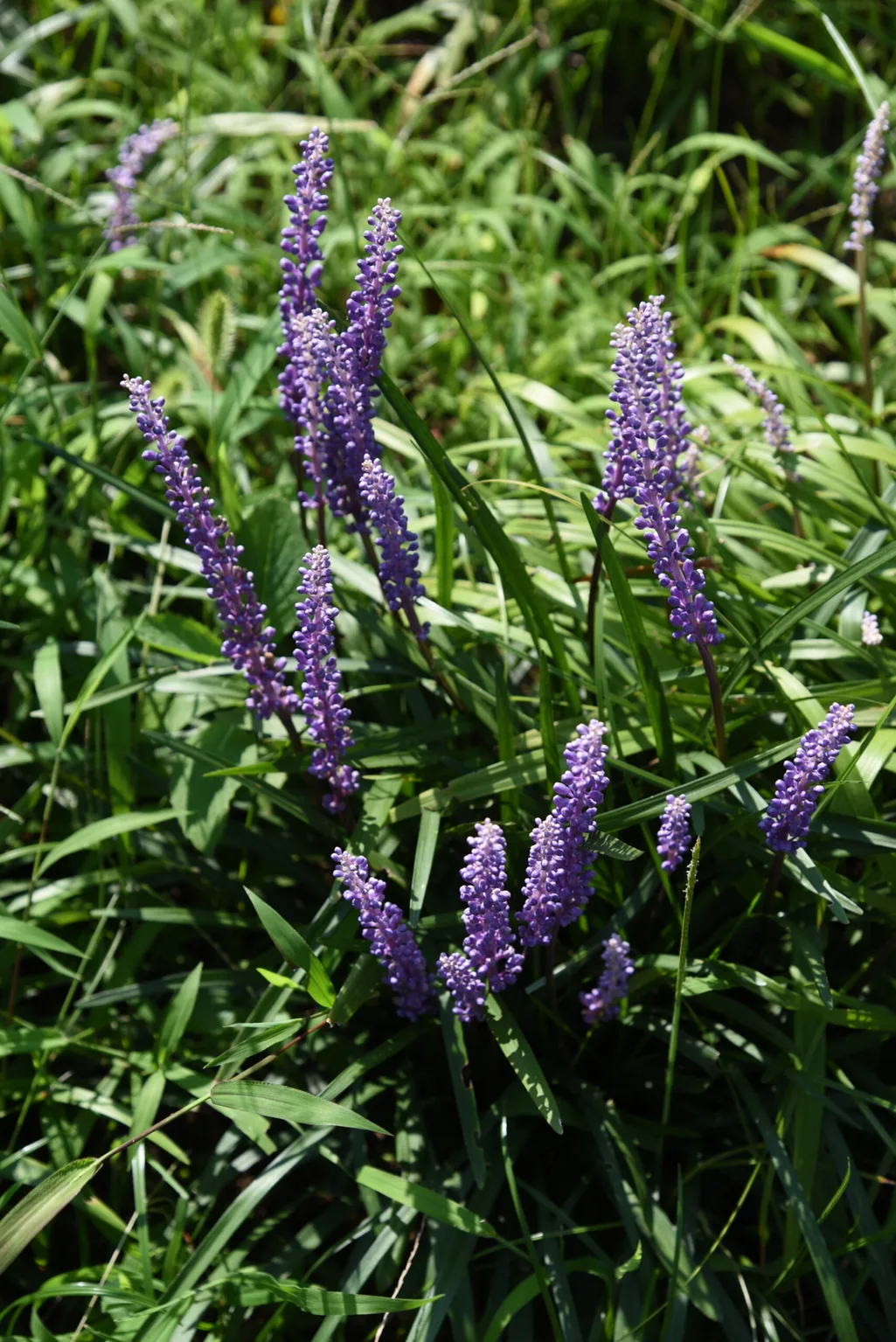 Clumping plants: 6 low-maintenance species for your garden