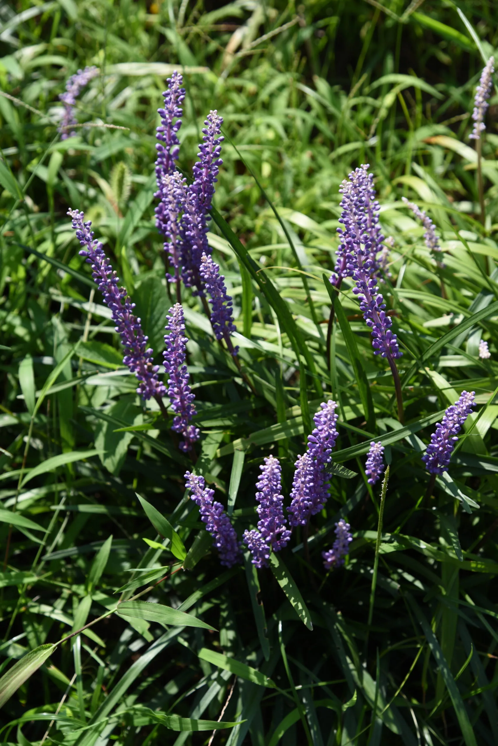 Clumping plants: 6 low-maintenance species for your garden