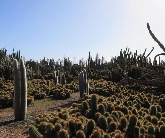 Cactus Country: The Largest Cactus Garden In Australia