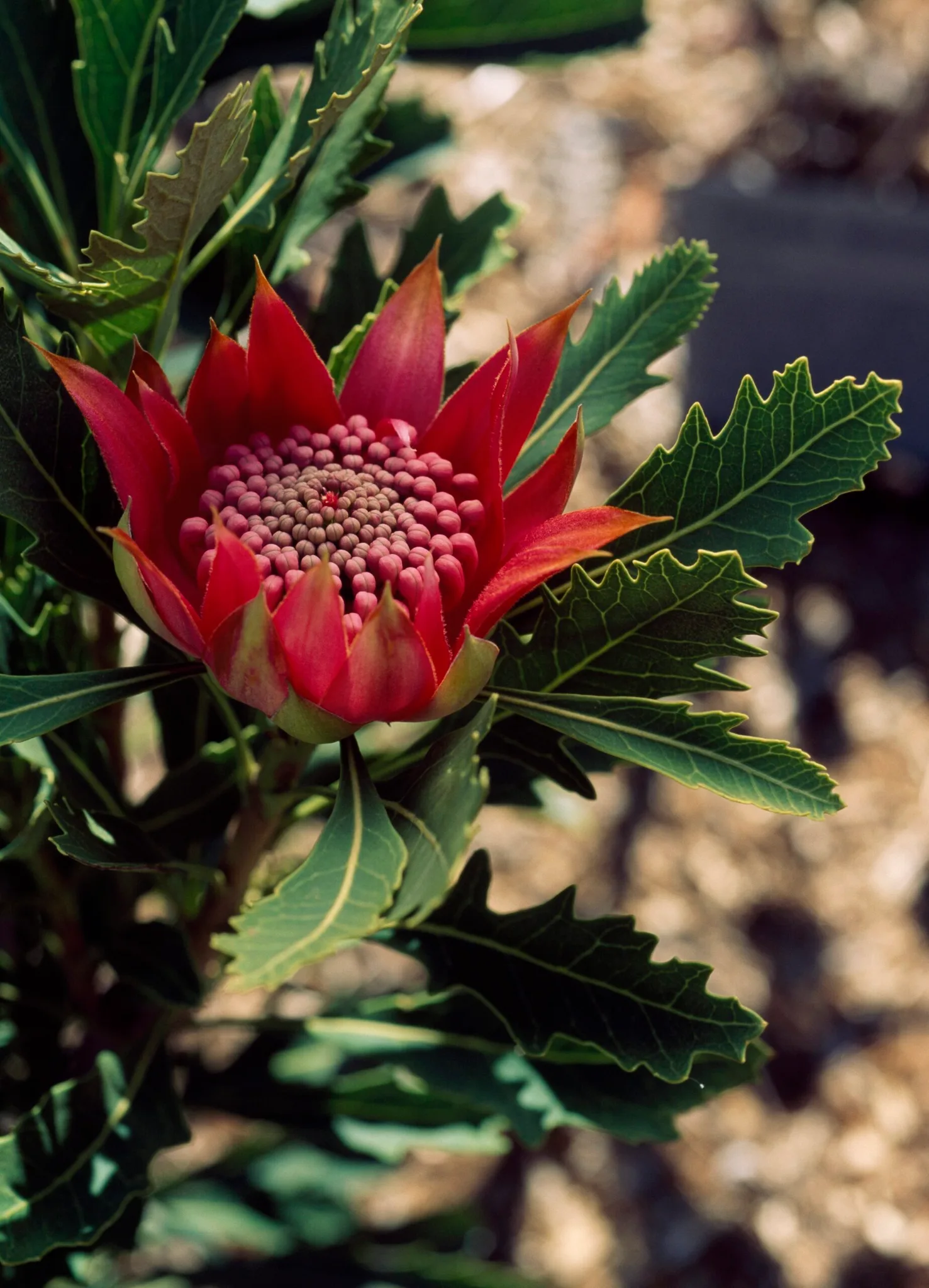 How to Grow Waratahs: Cultivation Tips for These Blooms
