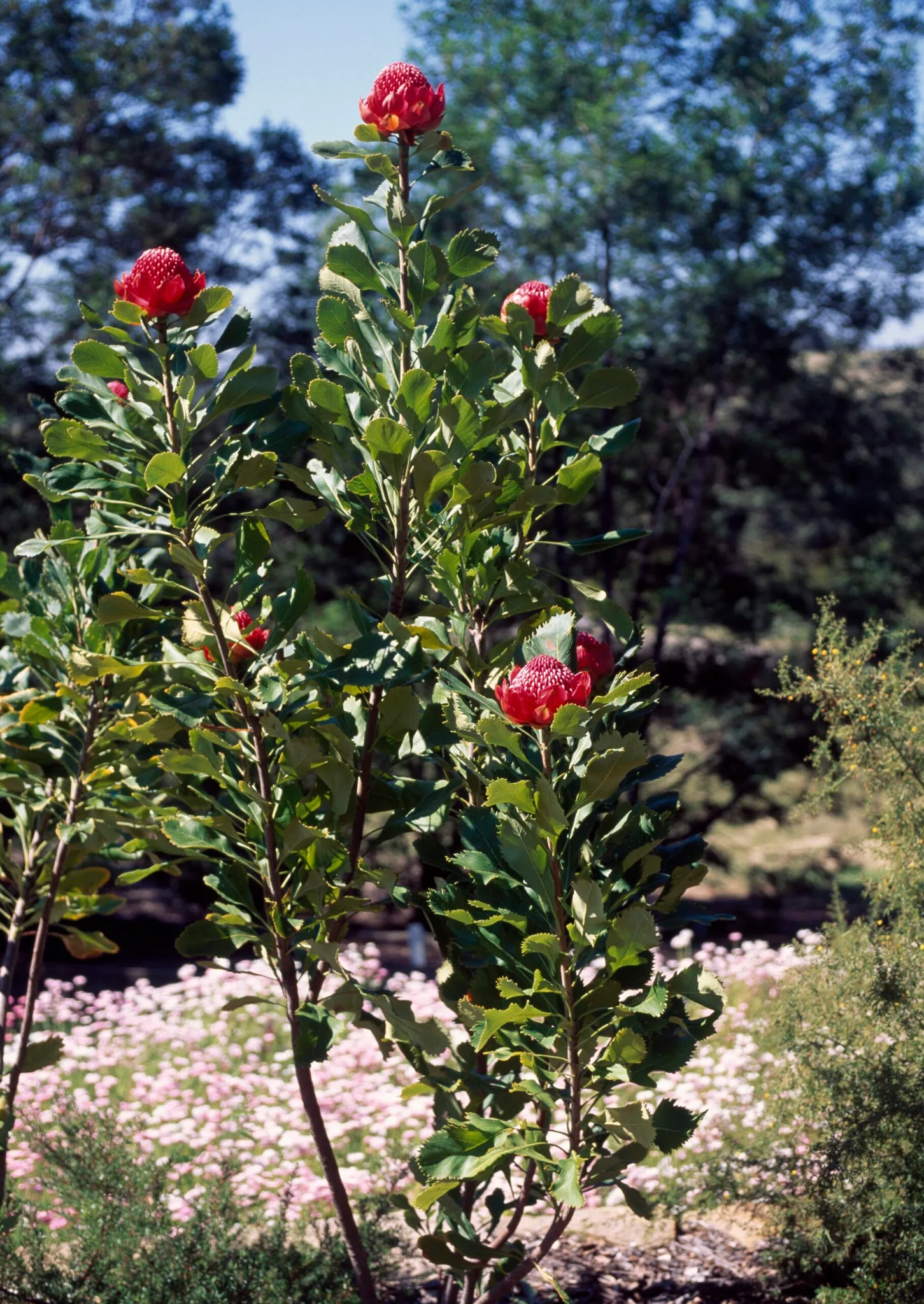 How to Grow Waratahs: Cultivation Tips for These Blooms
