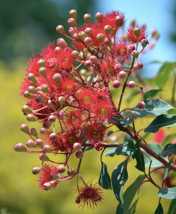 Australian Wildflowers: How to Grow and Where to See Them | Homes To Love