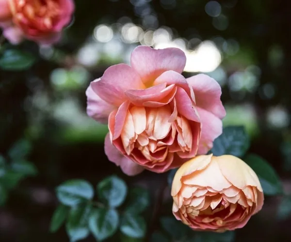 The history of roses: heritage vs modern rose varieties