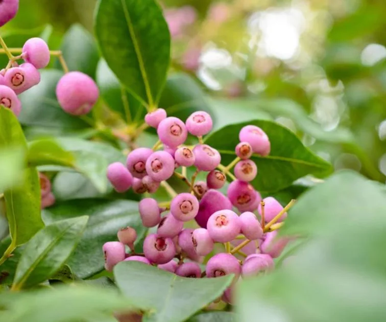 Lilly pilly: how to care for this Australian native tree