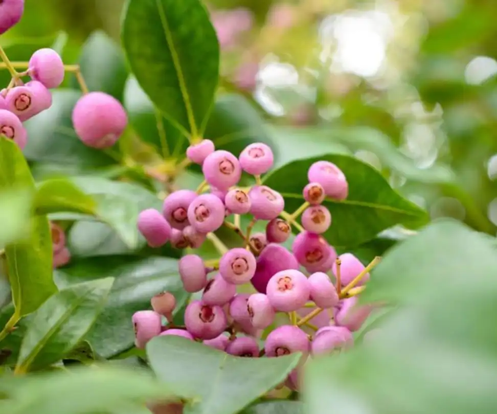 Lilly pilly: how to care for this Australian native tree