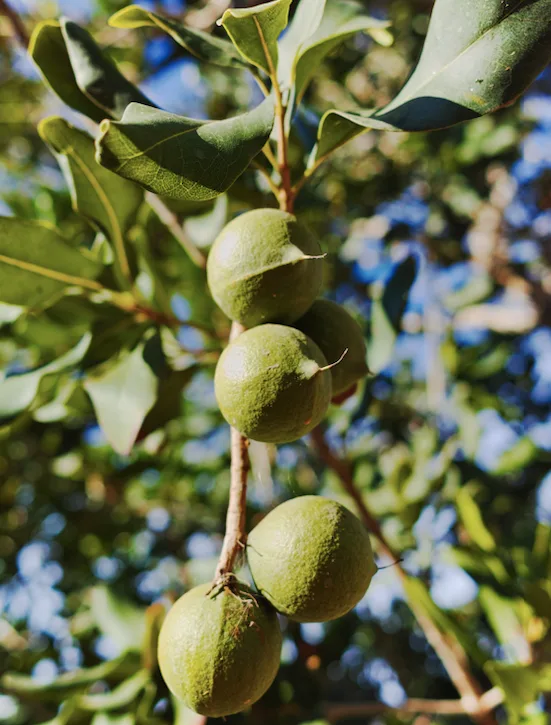 Macadamia Nutborer: Prevention and Pest Control Tips | Homes To Love