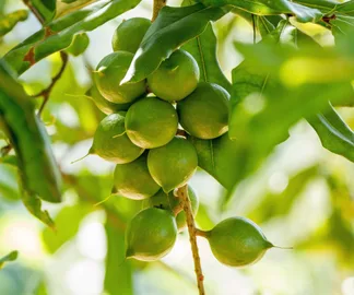 Macadamia Nutborer: Prevention and Pest Control Tips | Homes To Love