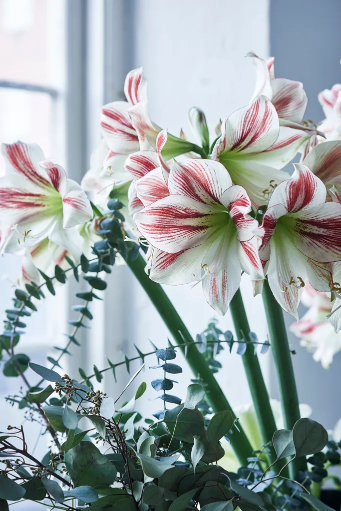 Christmas Lily: How To Grow Hippeastrum Flowers
