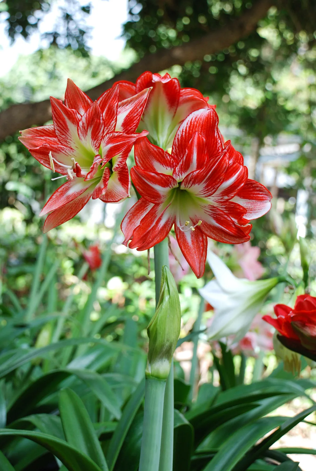 Christmas Lily: How To Grow Hippeastrum Flowers