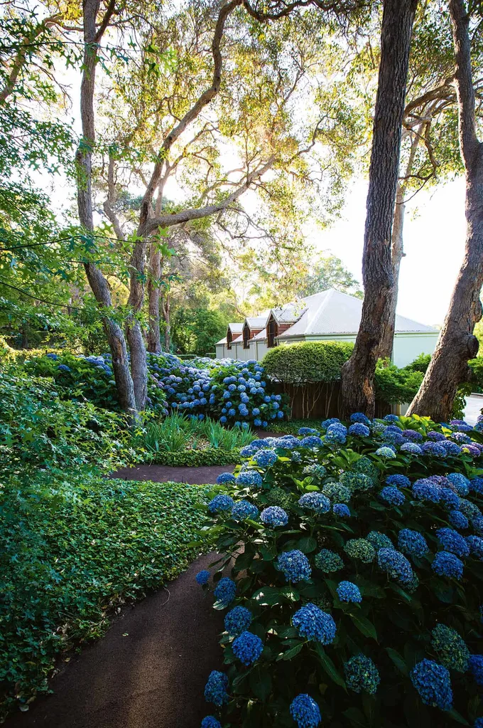 How to Grow and Care for Beautiful Hydrangeas in Australia | Homes To Love