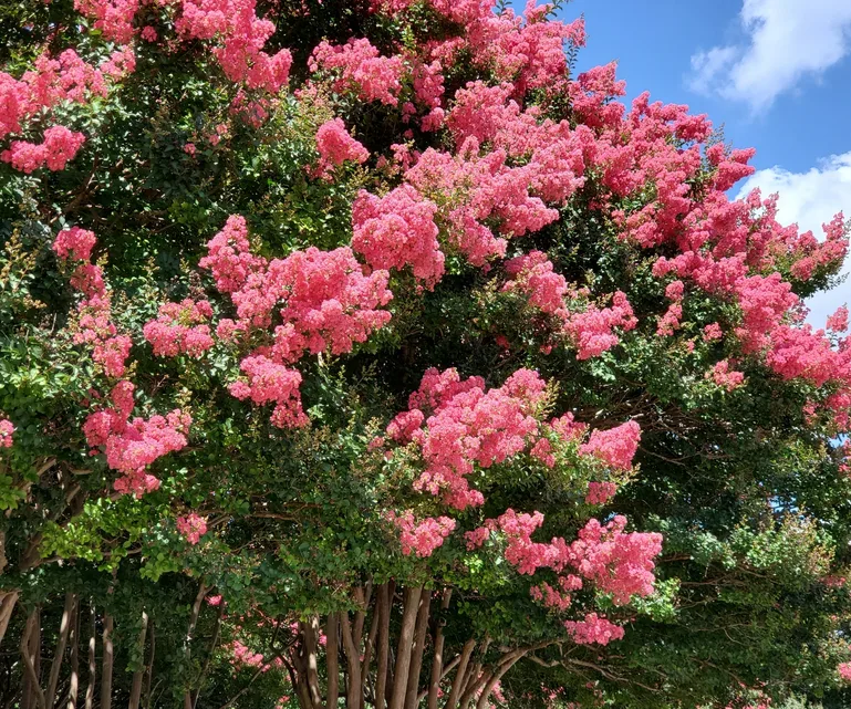 Crepe myrtle: a guide to growing these flowering trees