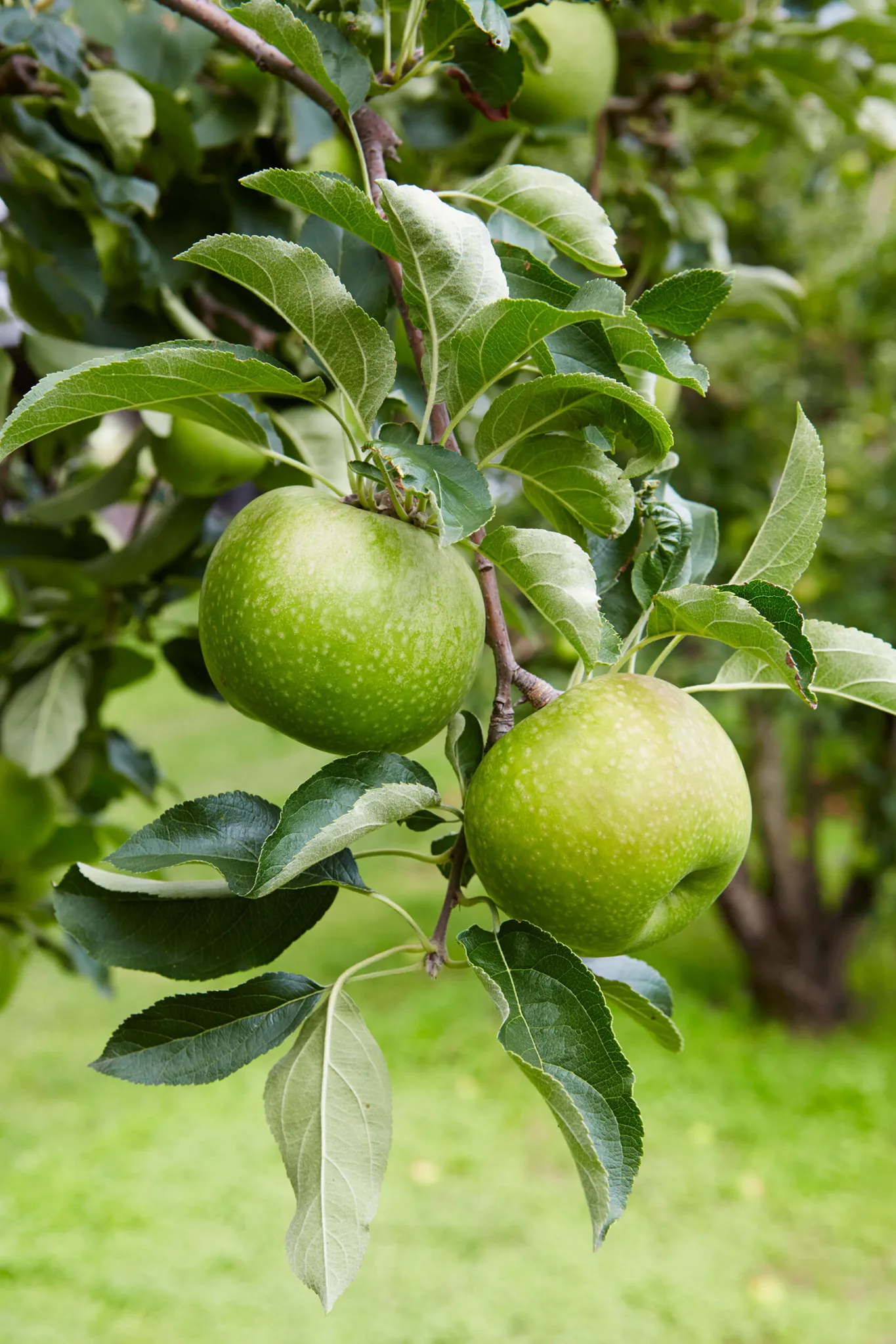 Apple season Australia: Growing and picking fresh apples