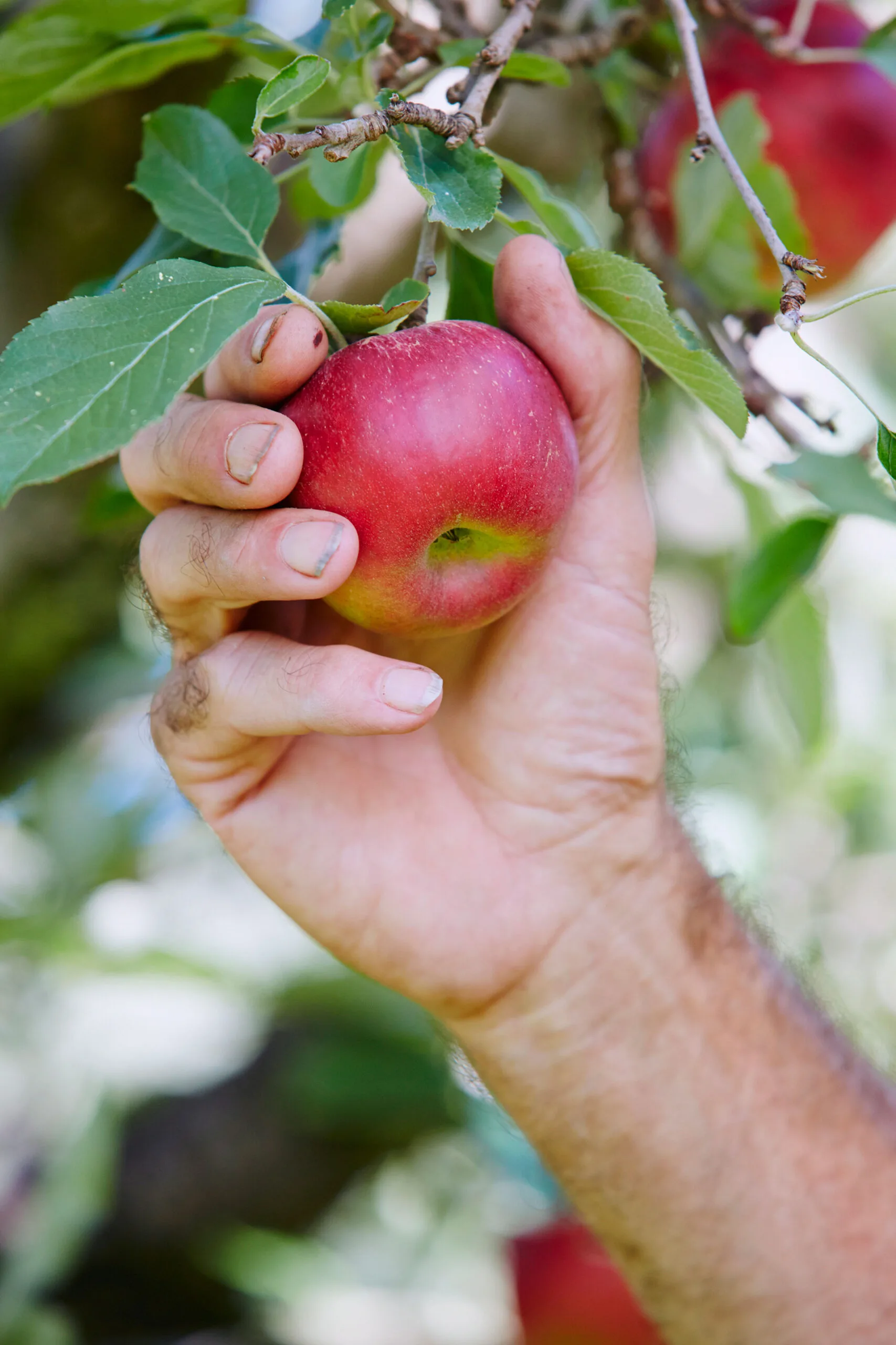 Apple season Australia: Growing and picking fresh apples