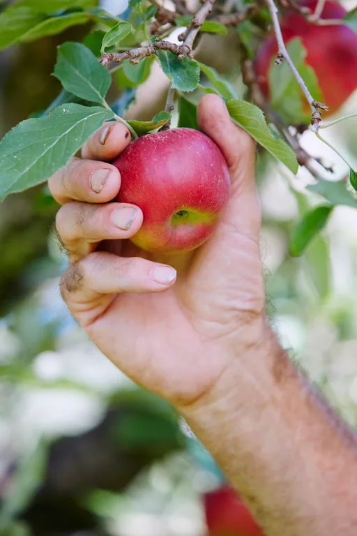 Apple season Australia: Growing and picking fresh apples