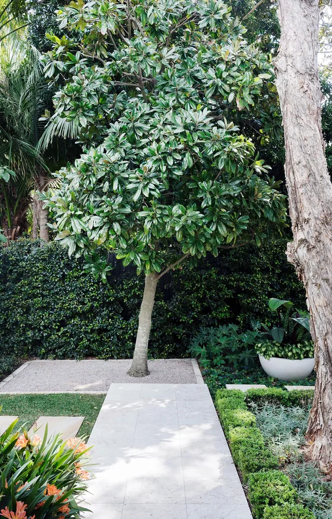 The 10 Best Trees To Plant In Small Backyards Across Australia | Homes ...
