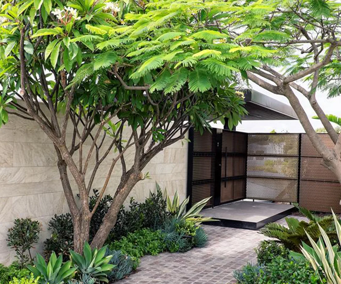 The 10 Best Trees To Plant In Small Backyards Across Australia | Homes ...