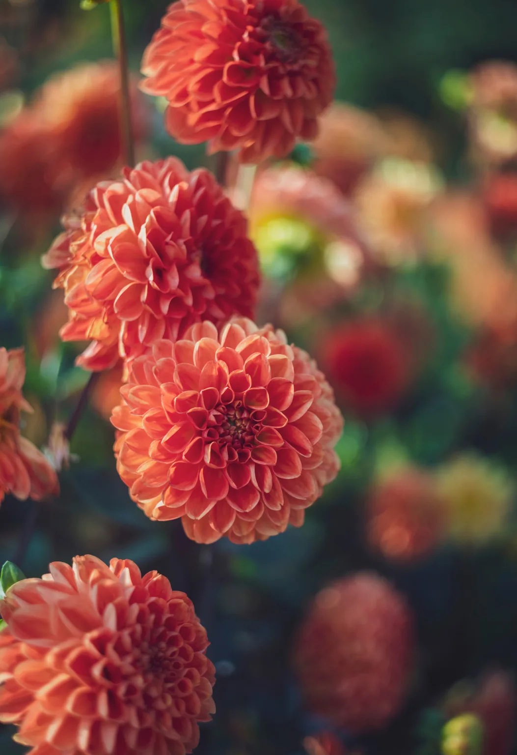 Autumn Flowers: What Blooms In Autumn In Australia