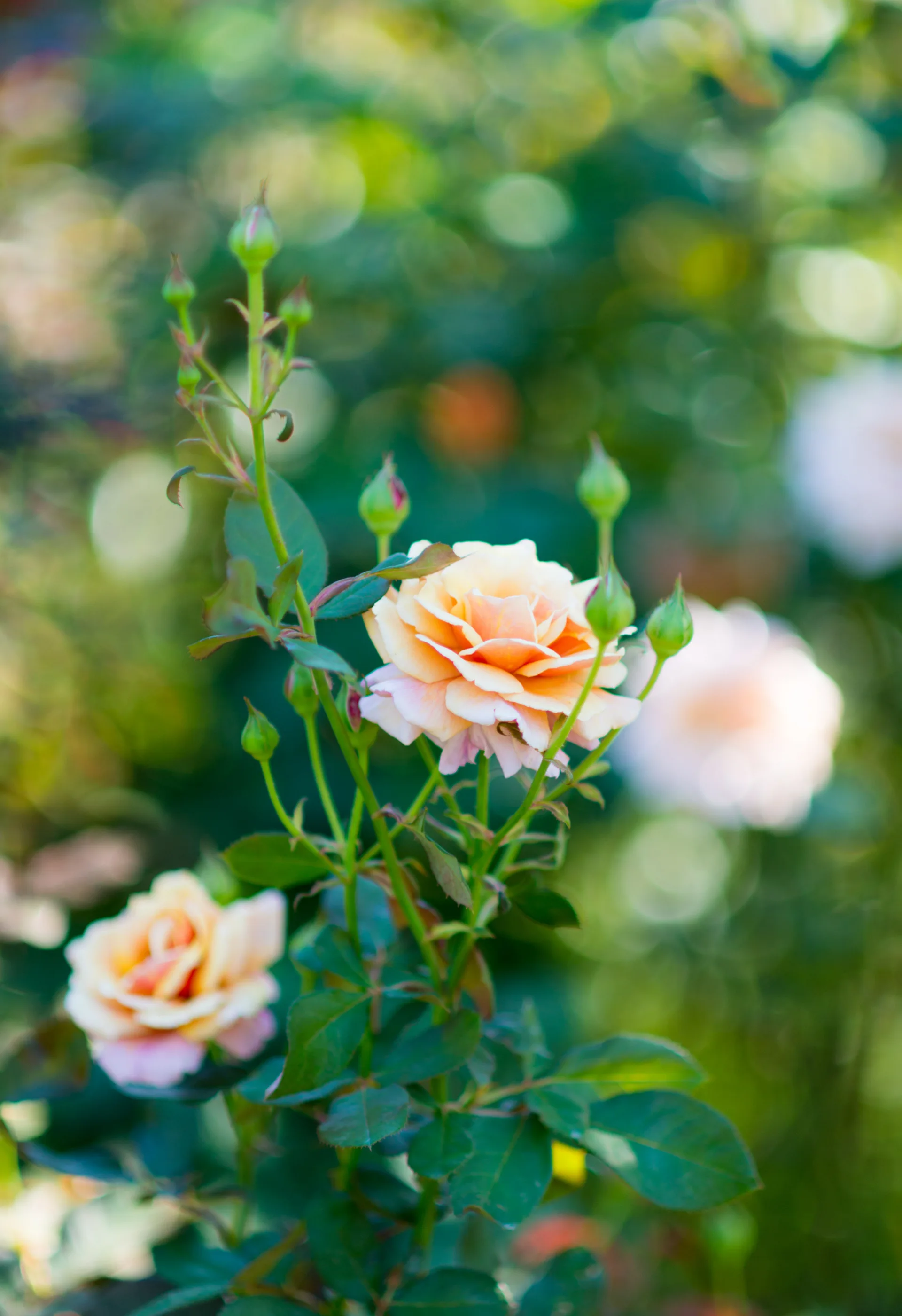 Autumn Flowers: What Blooms In Autumn In Australia