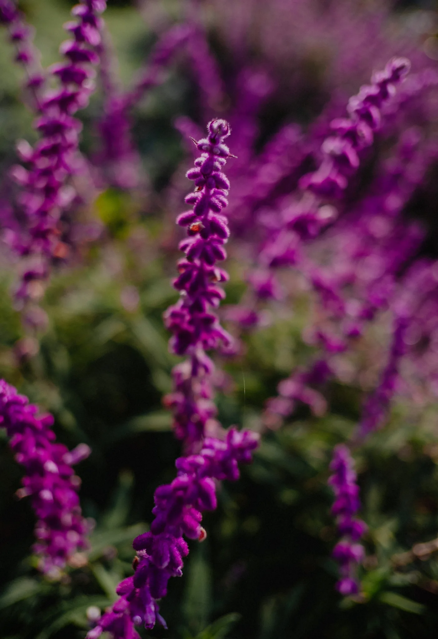 Autumn Flowers: What Blooms In Autumn In Australia