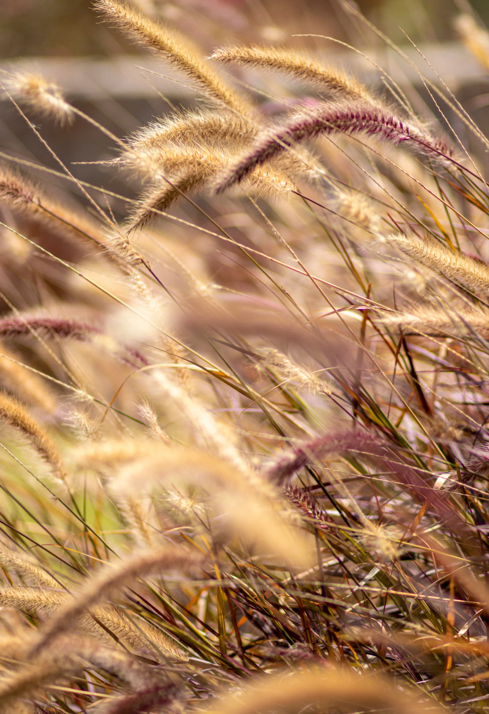Autumn Flowers: What Blooms In Autumn In Australia