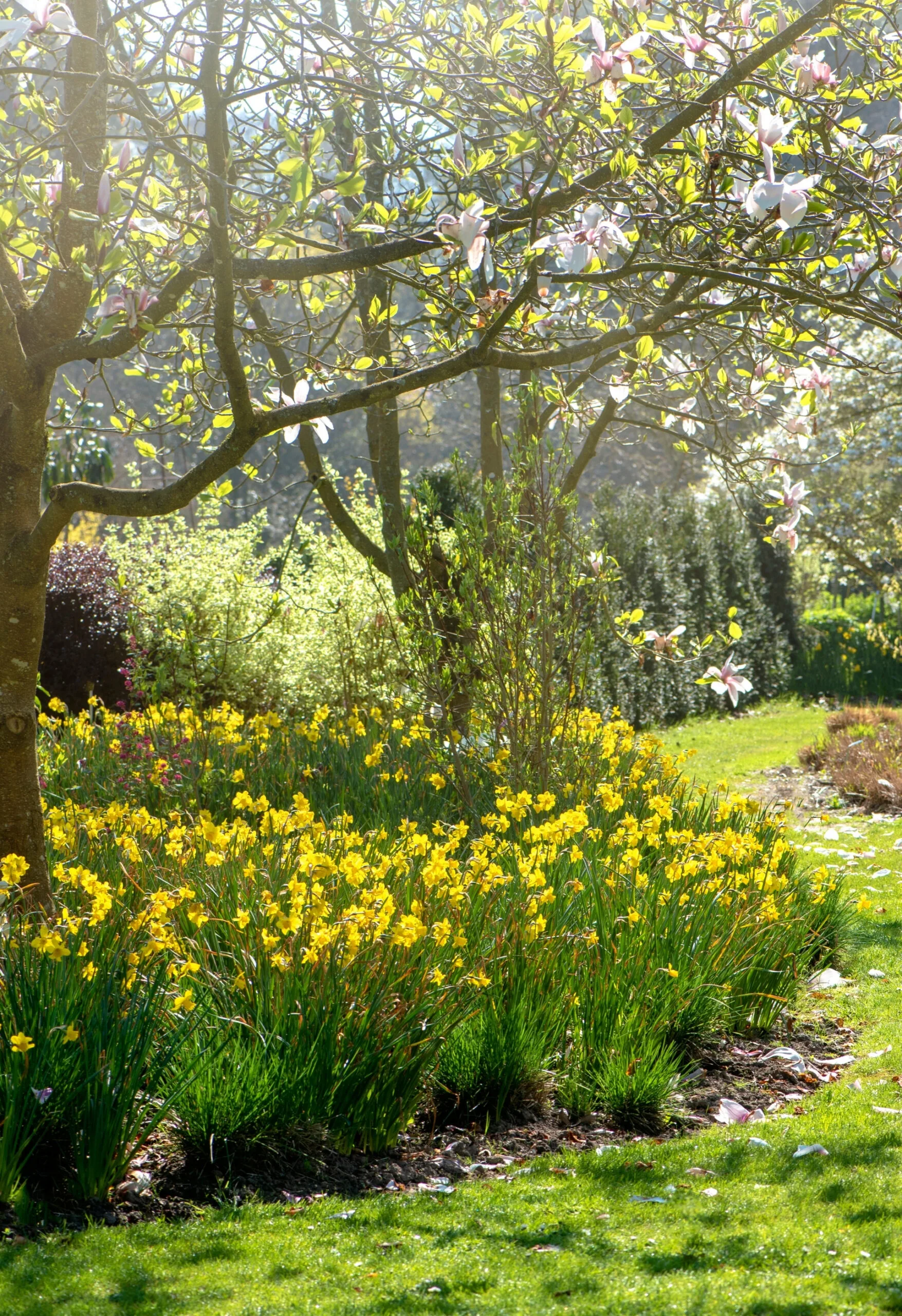 How To Grow Daffodils and When To Plant The Bulbs
