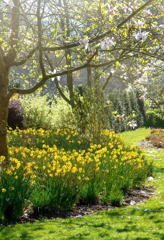 How To Grow Daffodils and When To Plant The Bulbs