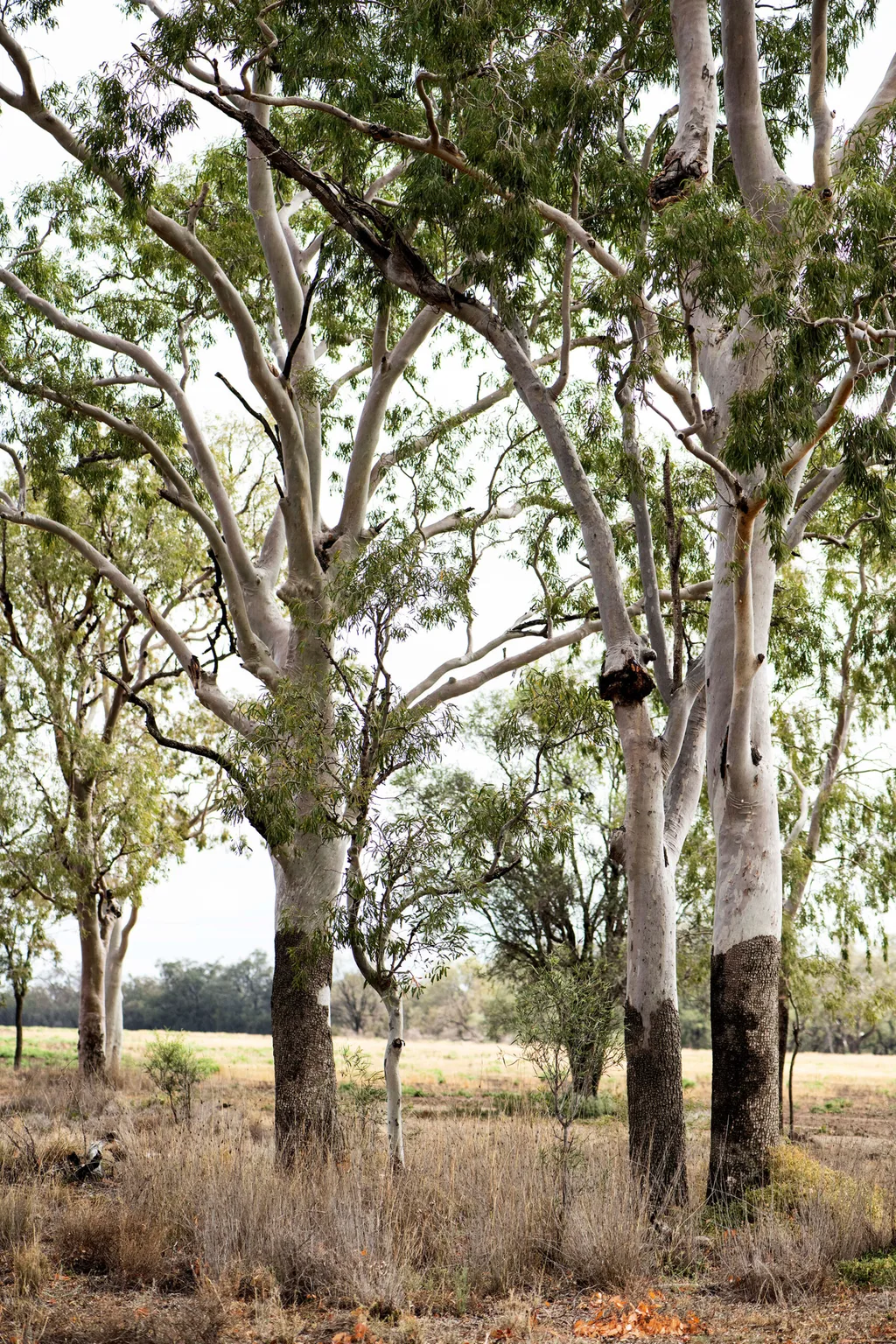 A Family Farmhouse in NSW Lovingly Restored with Care | Homes To Love