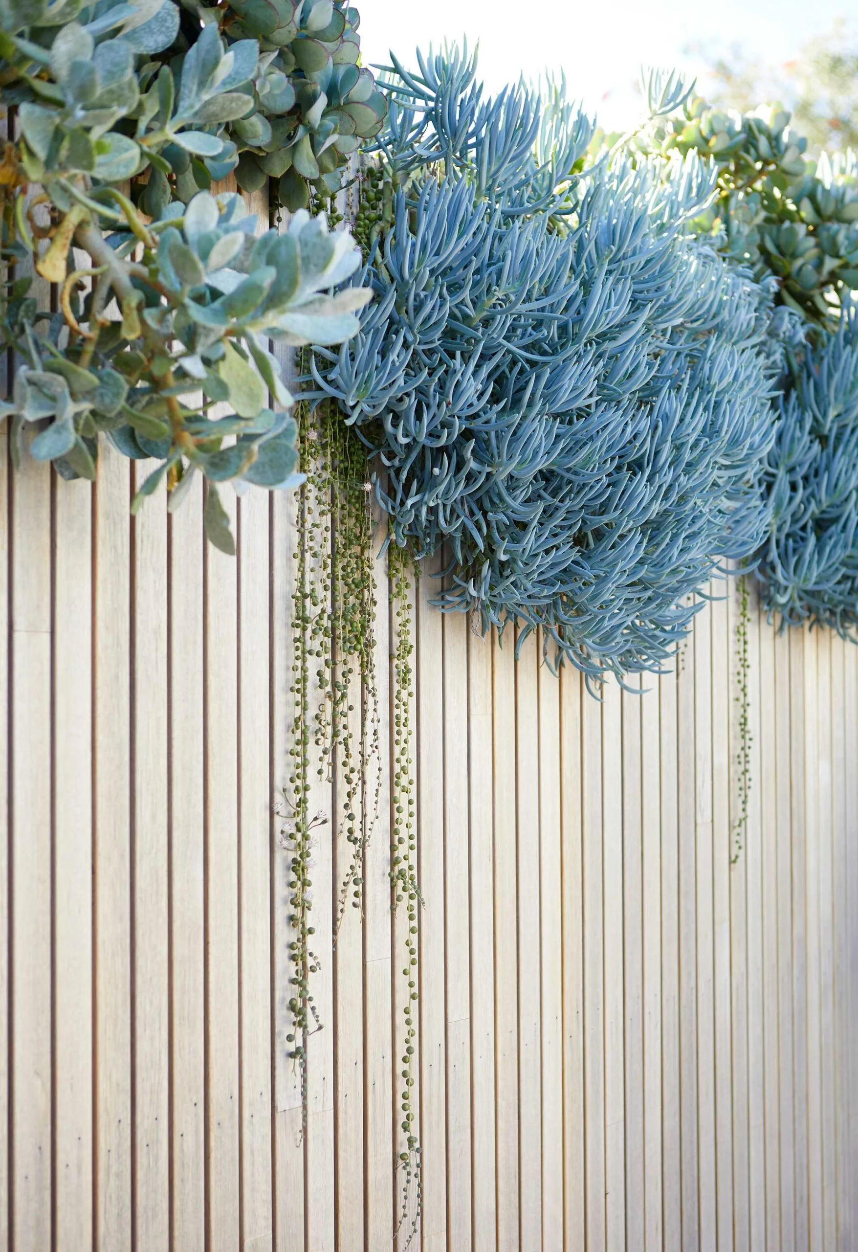 A pared back courtyard garden with low-maintenance plants