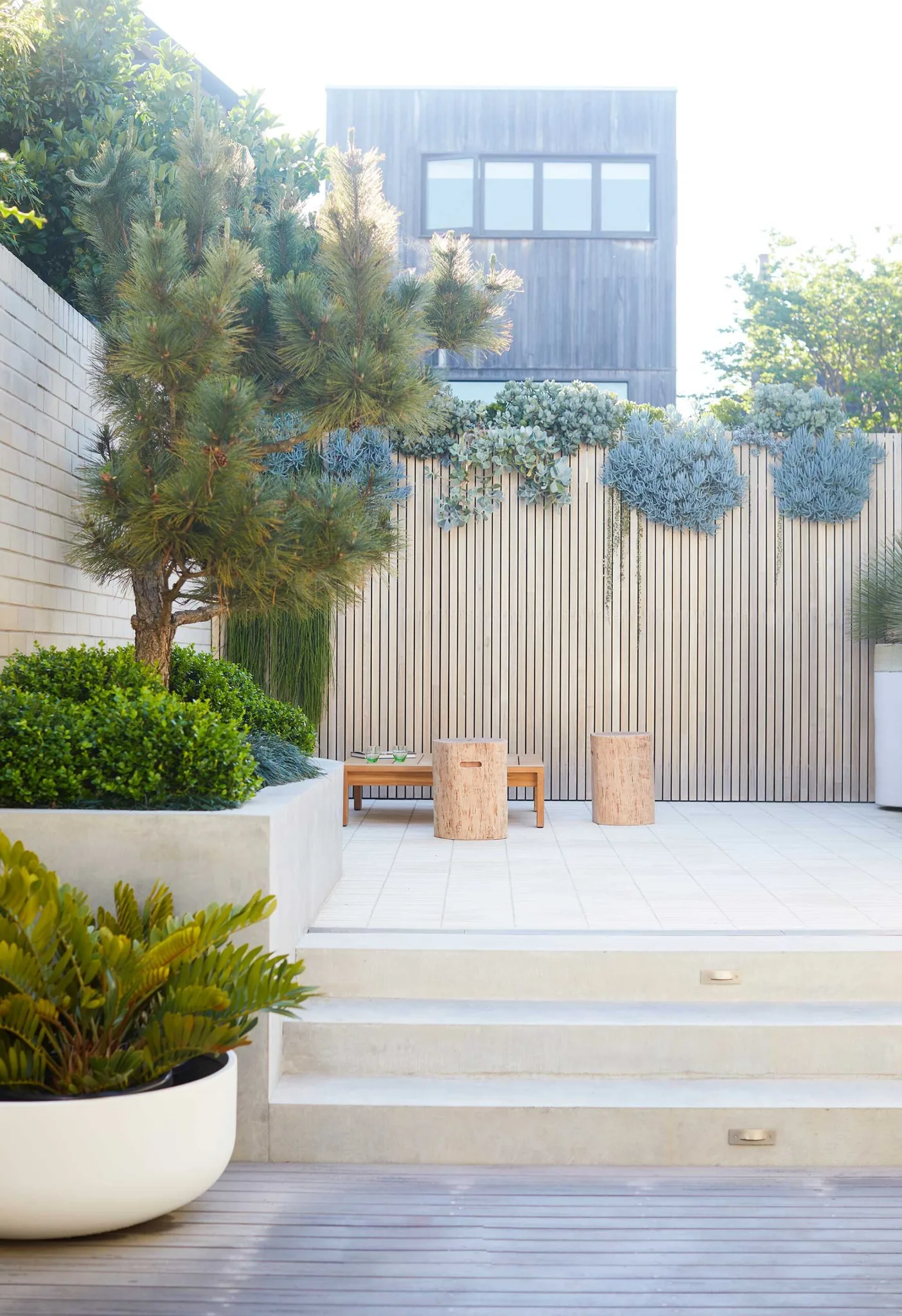 A pared back courtyard garden with low-maintenance plants