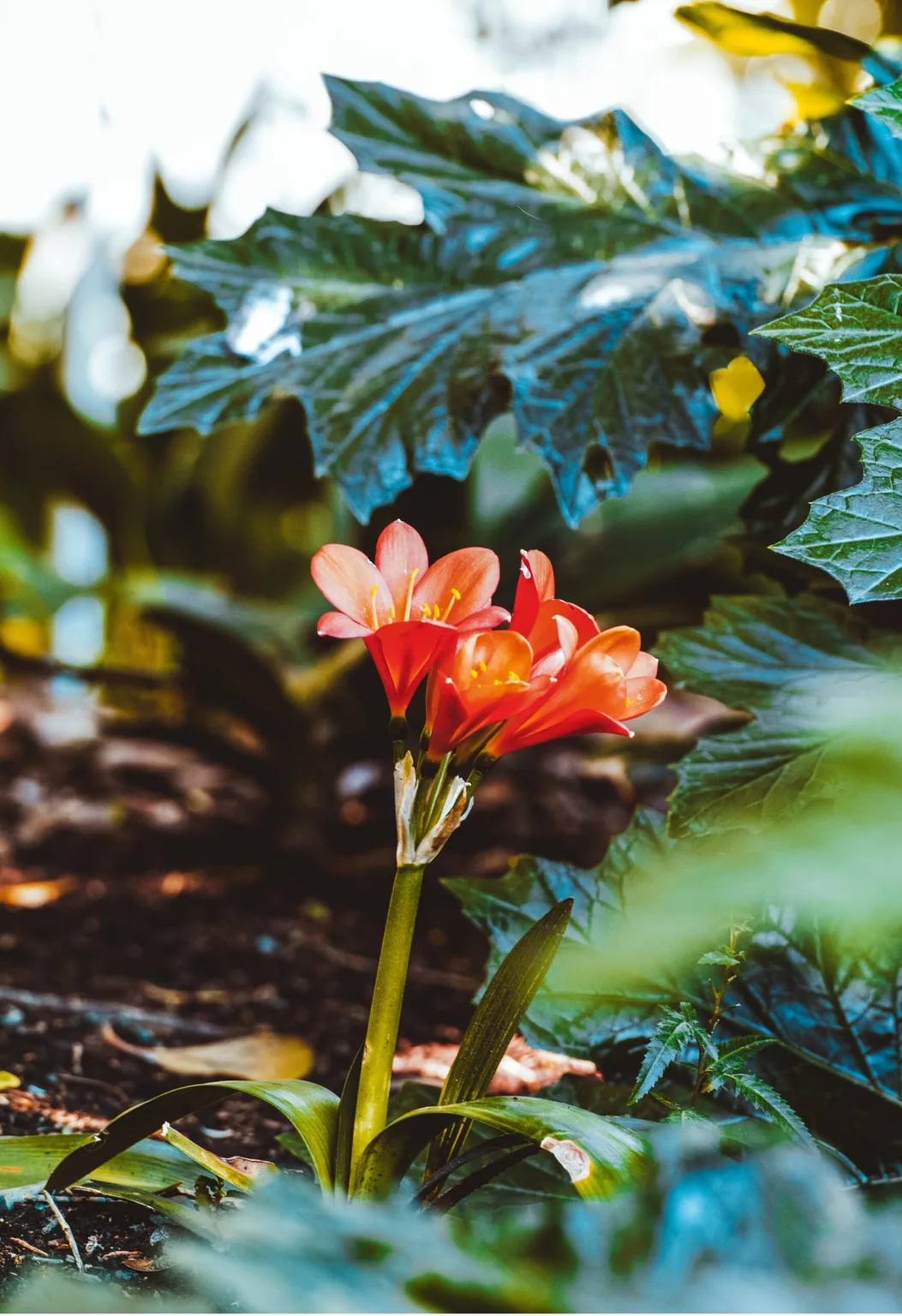 Growing Clivias: Tips for Planting, Pruning, and Care | Homes To Love