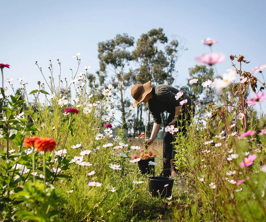 Gather Flower Farm: Where Flowers Bloom Naturally