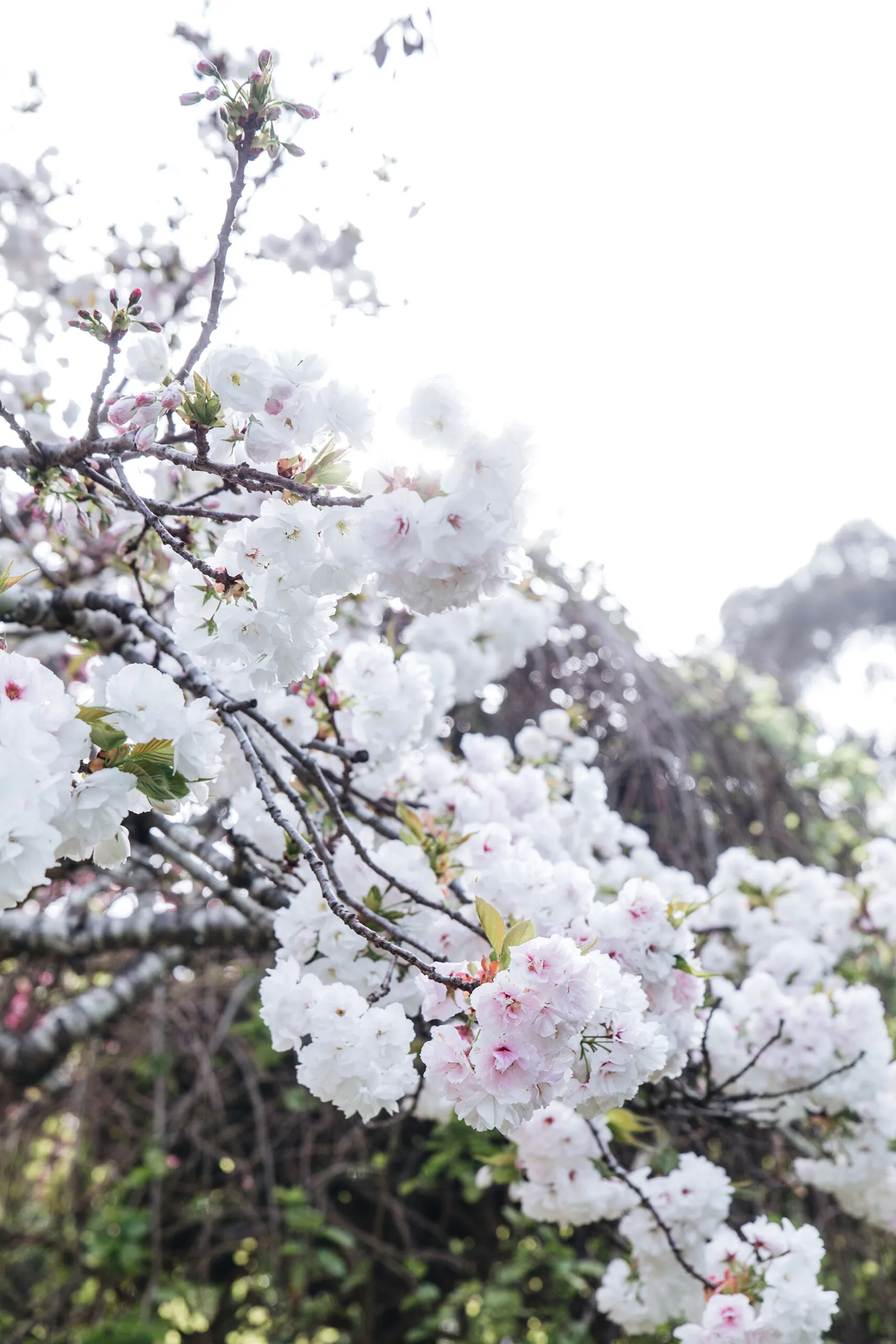 Beautiful Australian Spring Blooms: Trees Plant This Season | Homes To Love
